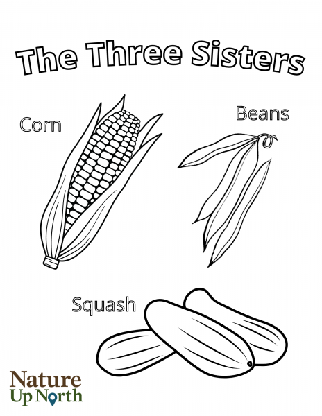 Three Sisters Native American Coloring Pages